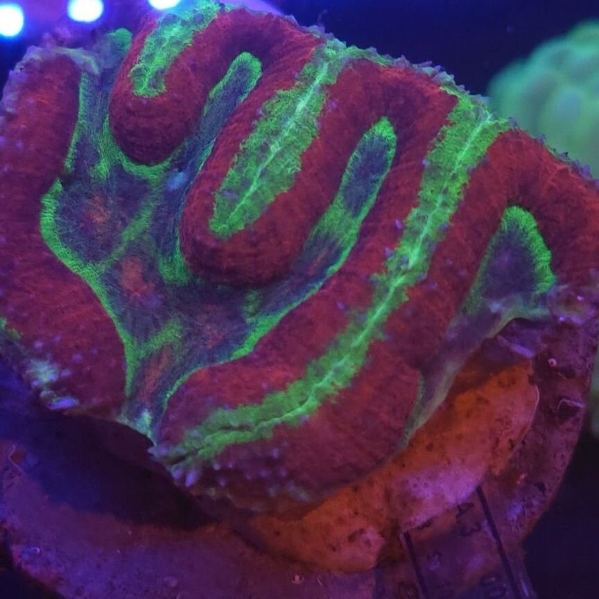 Живой морской коралл Симфиллия