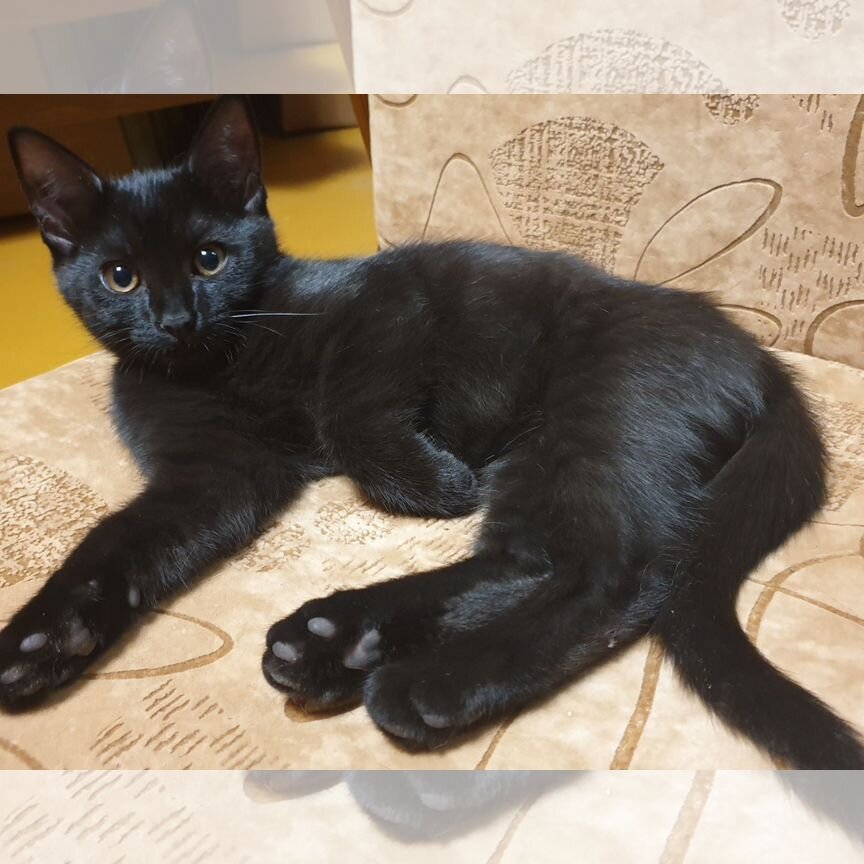 Котенок черный Тотал девочка