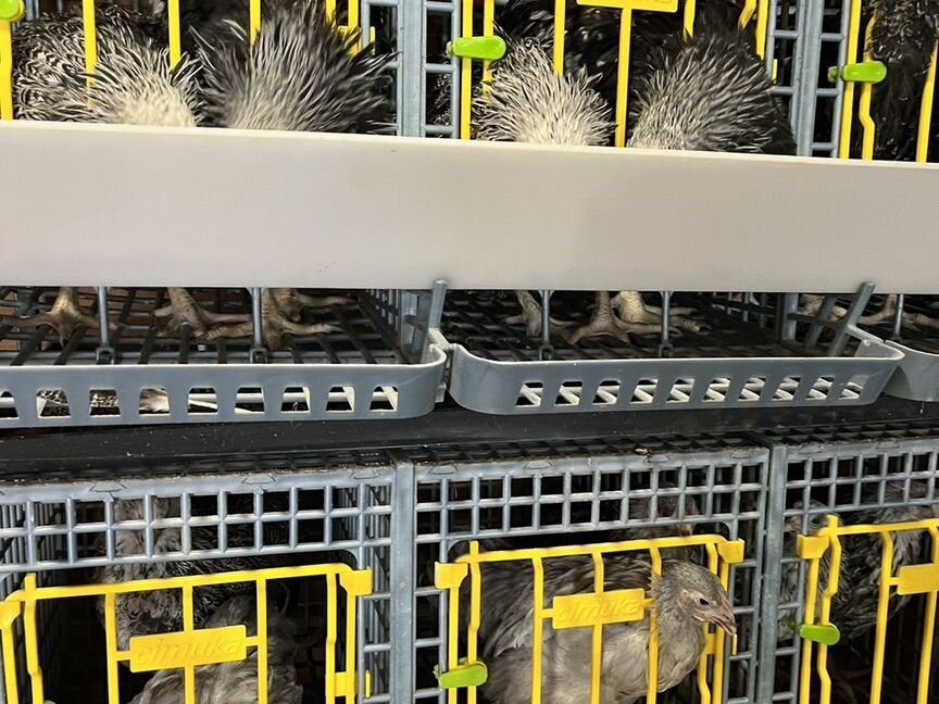 Клетки для кур несушек Турция