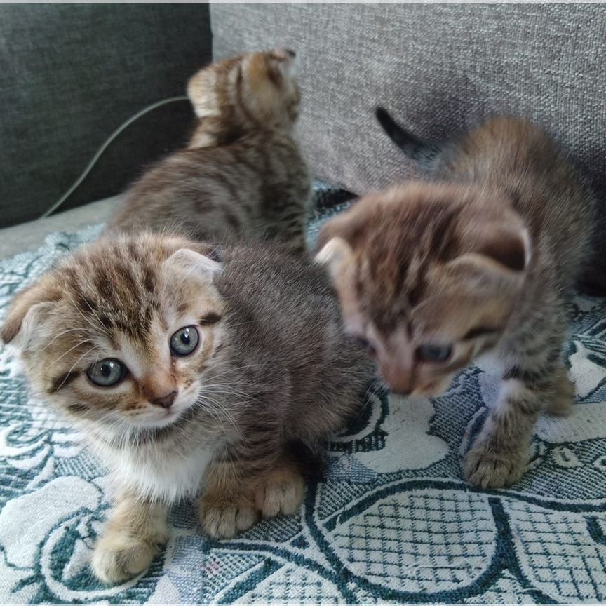 Отдаём вислоухих котят, две девочки и мальчик