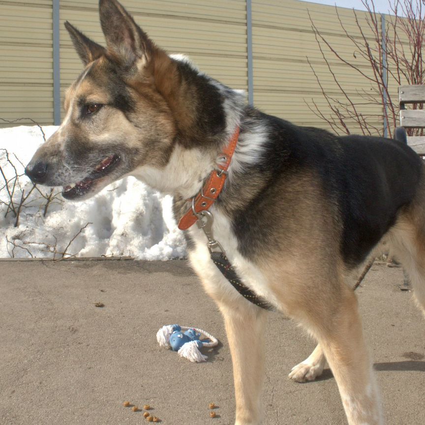 Взрослый пёс в добрые руки