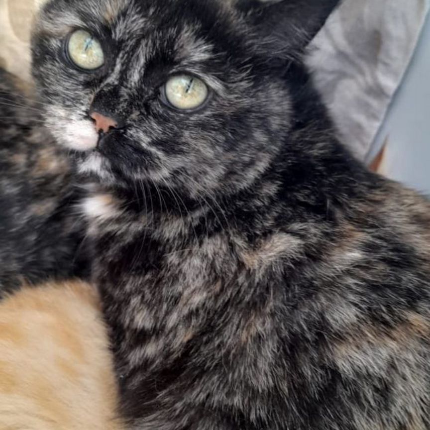 Неземное создание