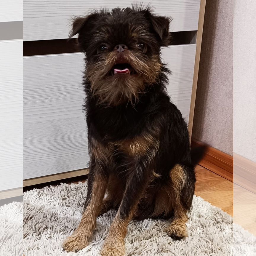 Вязка гриффон