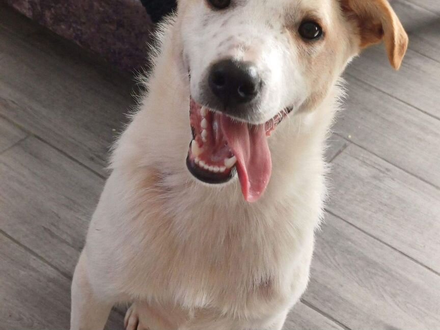 Персик ищет дом