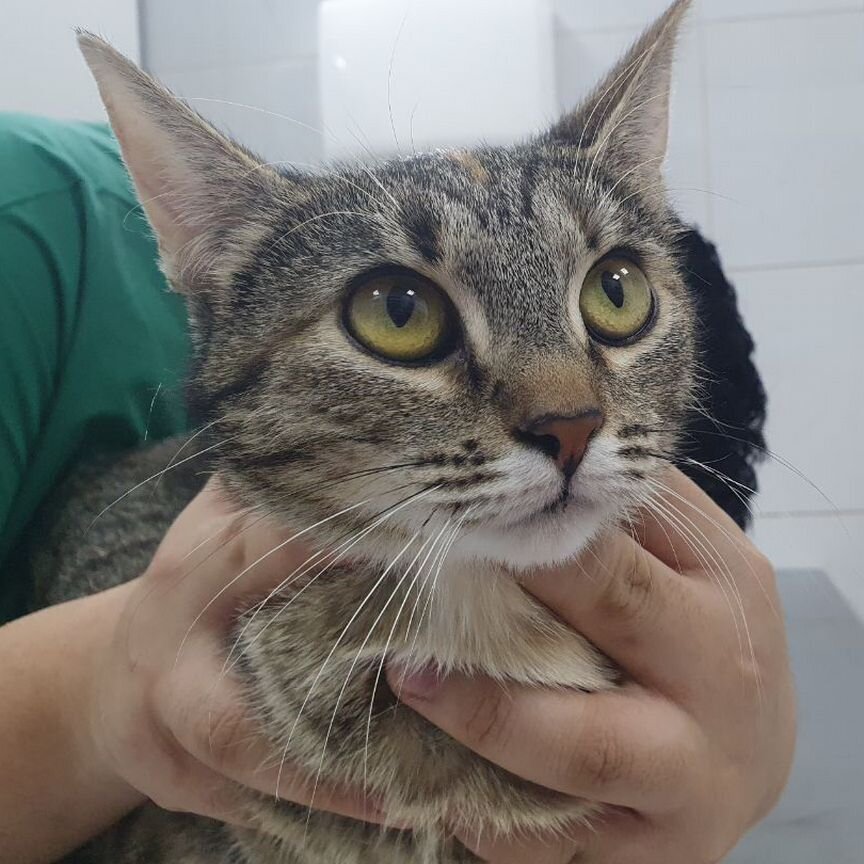 Кошка Нитка ищет свою семью