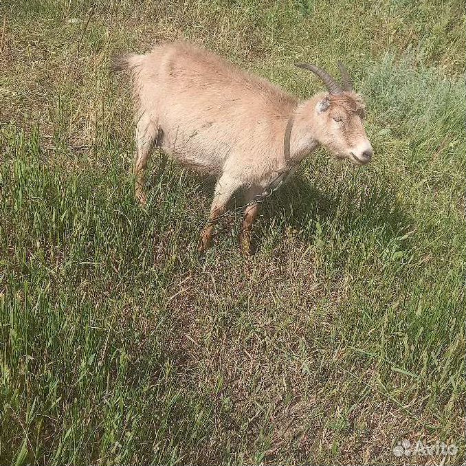 Коза с козлёнком