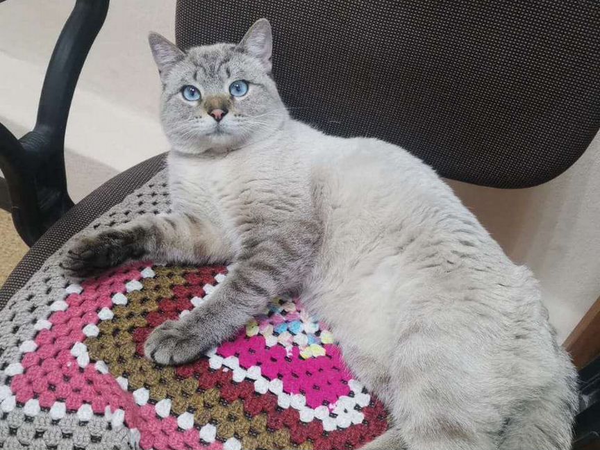 Тайский кот бесплатно