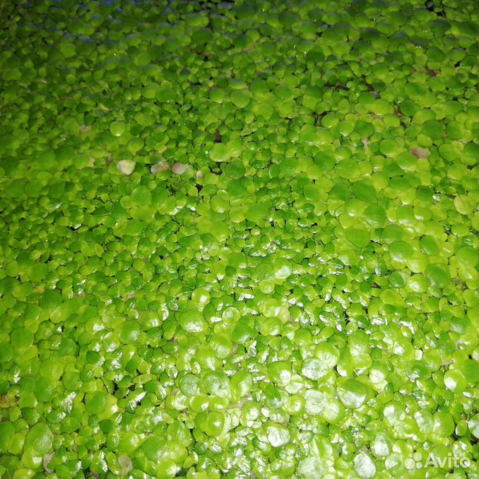 Ряска излишки отдам бесплатно