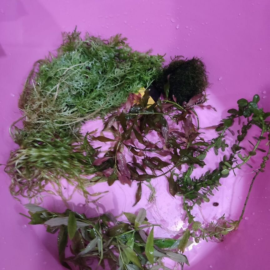 Отдам Аквариумное растение