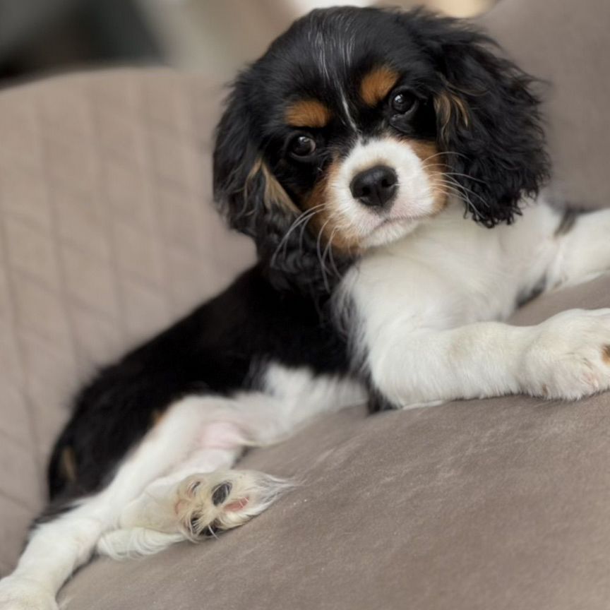 Кавалер кинг-чарльз-спаниель, щенок