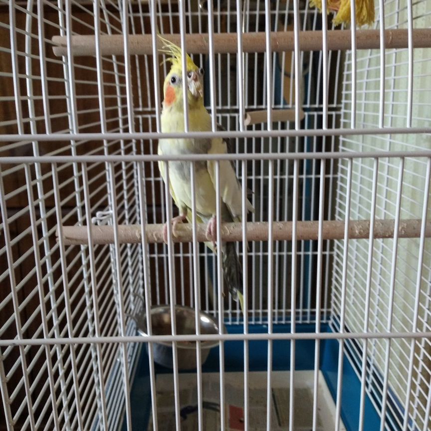 Попугай корелла с клеткой