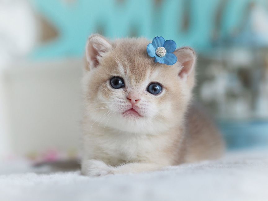 Британский котенок Тамерлан