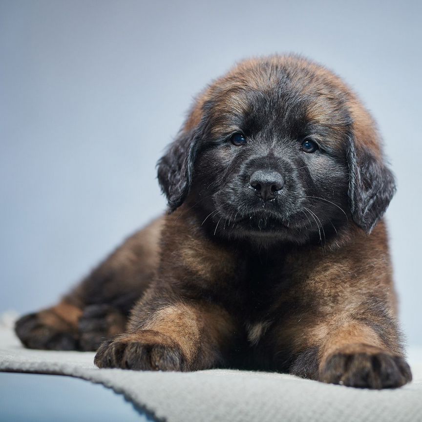 Маленькие львы