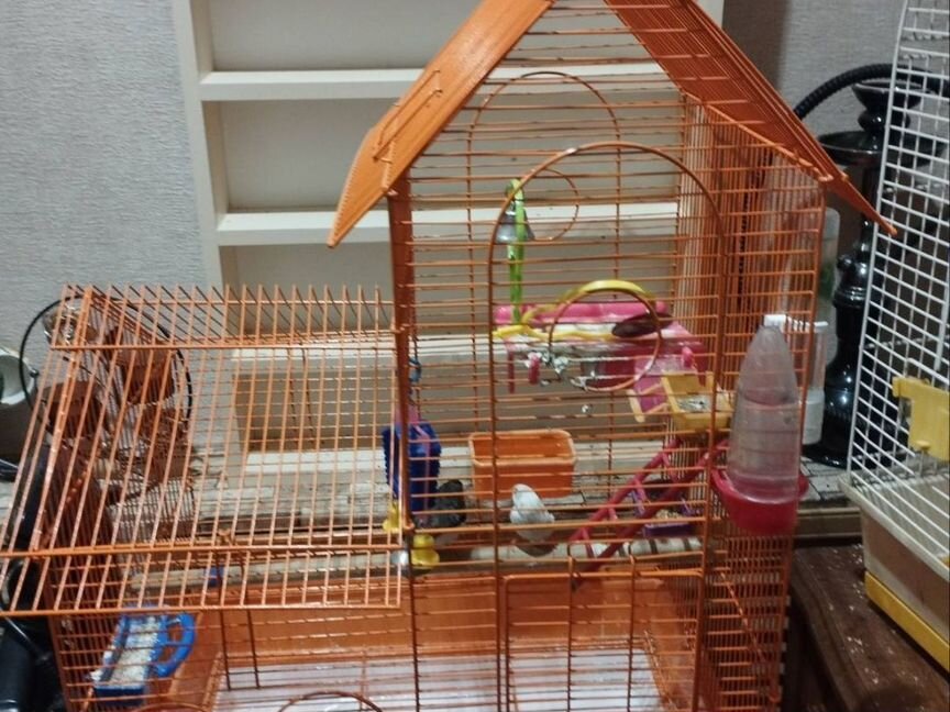 Клетка и амадины