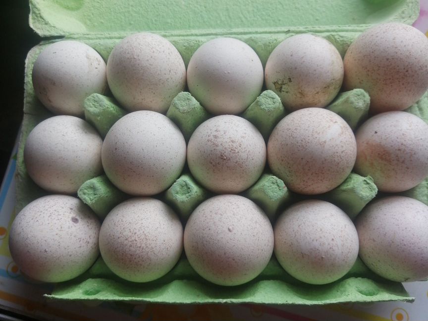 Ия индюков бронза