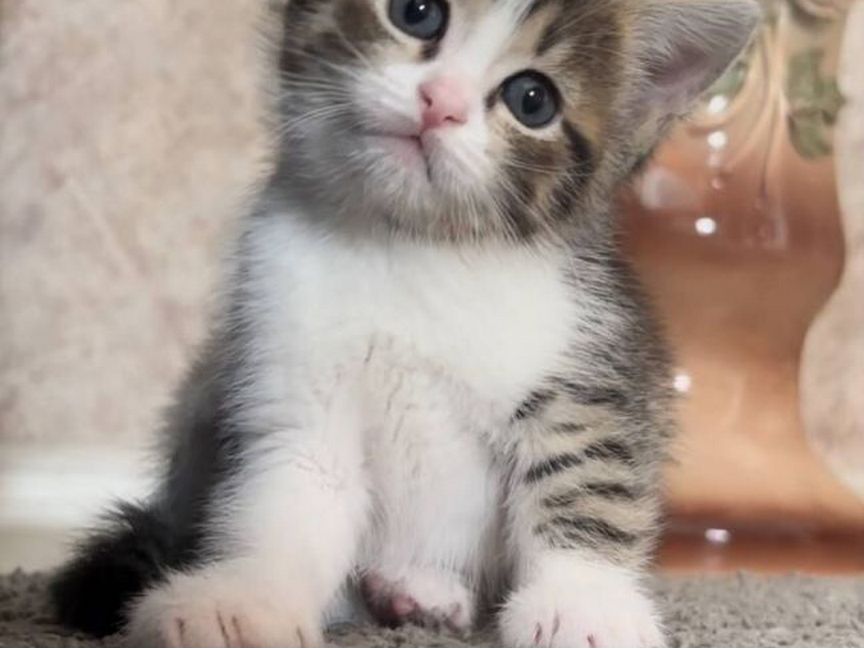 Ктенок 1,5 мес- бесплатно