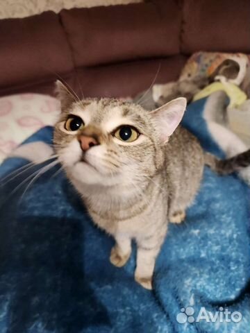 Кошки в добрые руки бесплатно