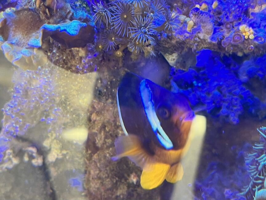 Морская рыба клоун кларки