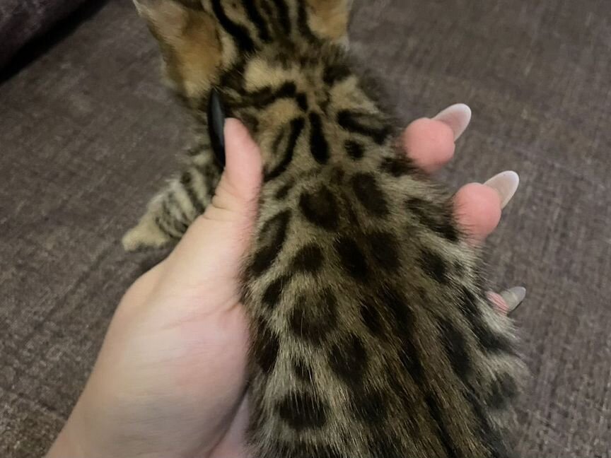 Бенгальские котята