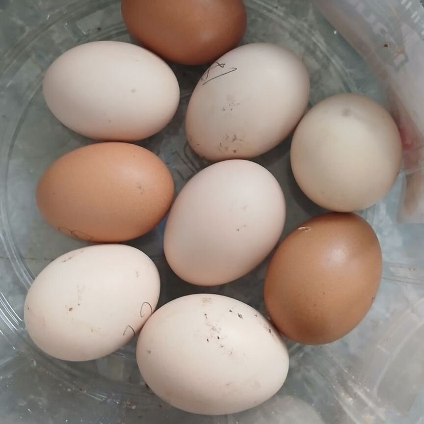 Инкубационное яйцо деревенских курочек