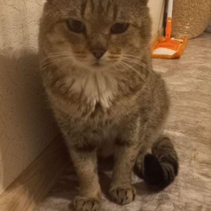 Кот сирота, умерла хозяйка