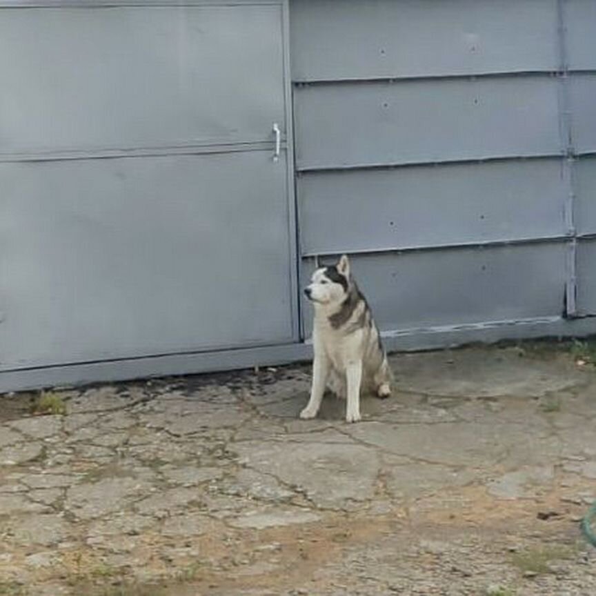 Собака Хаски