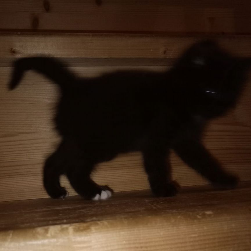 Котёнок в добрые руки