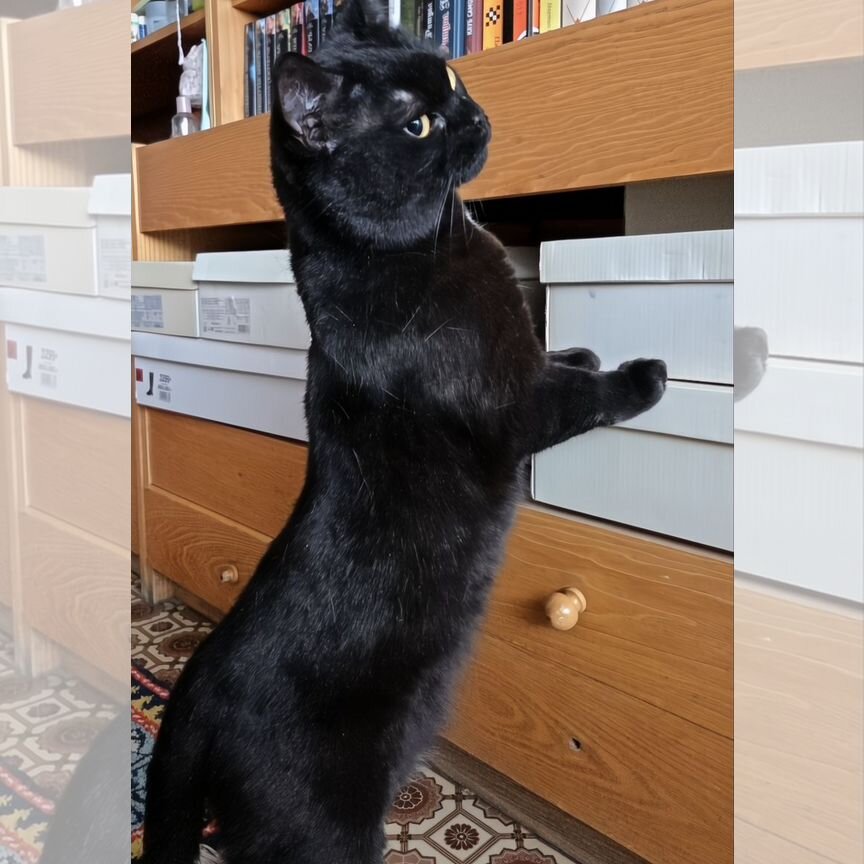 Взрослая, кошка в добрые руки