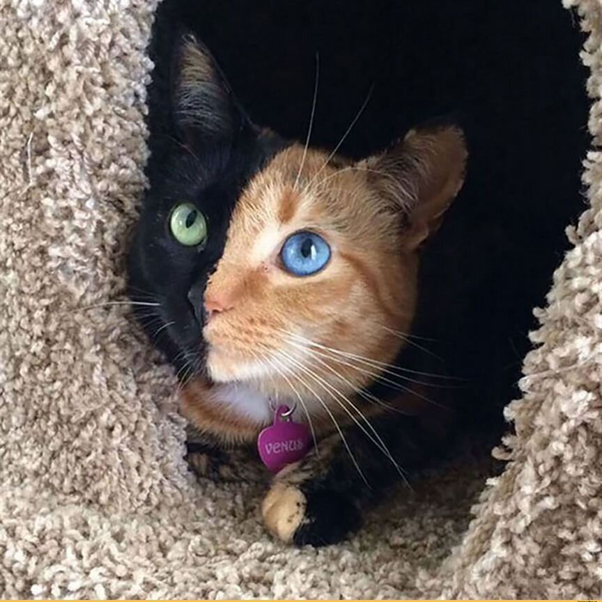 Кошки в добрые руки бесплатно