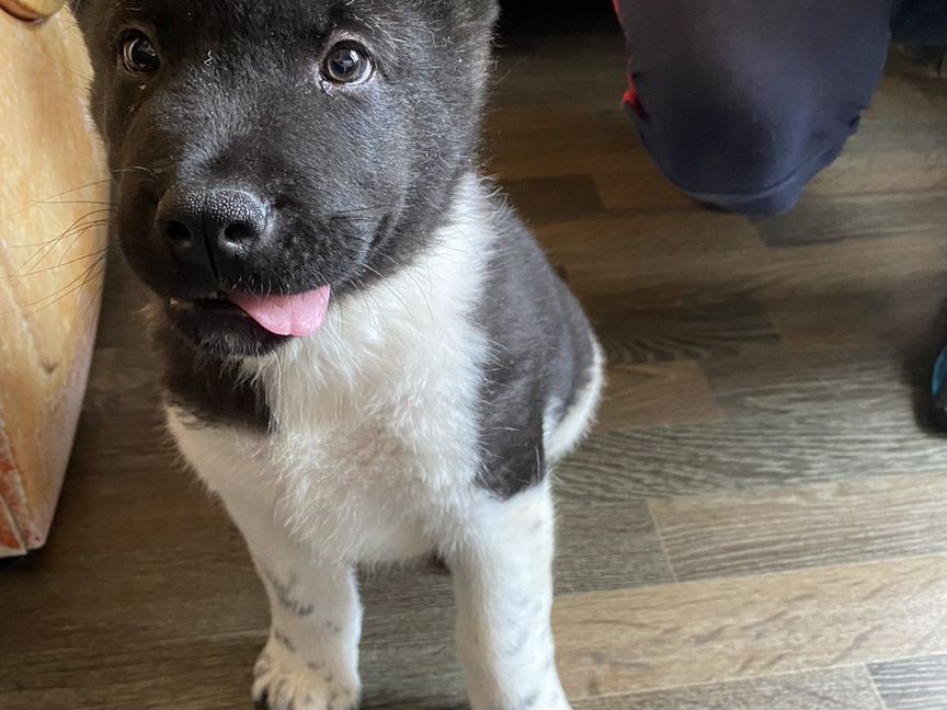 Щенок американской акиты