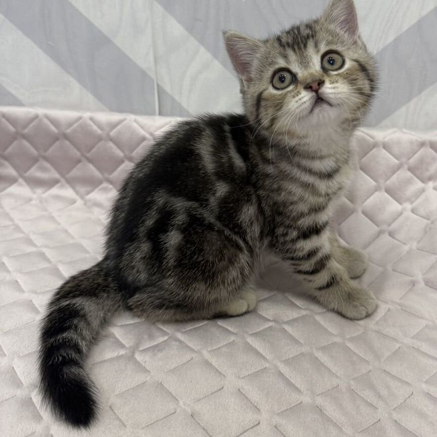Шотландские котята