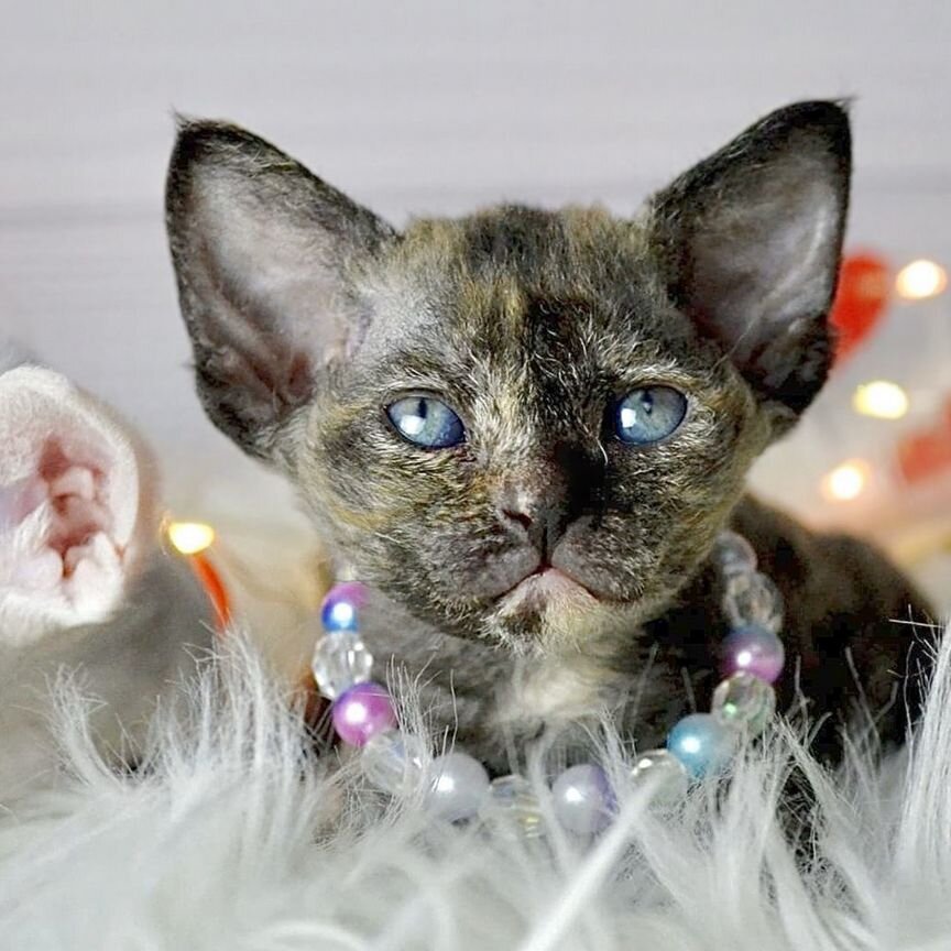 Девон-рекс котёнок