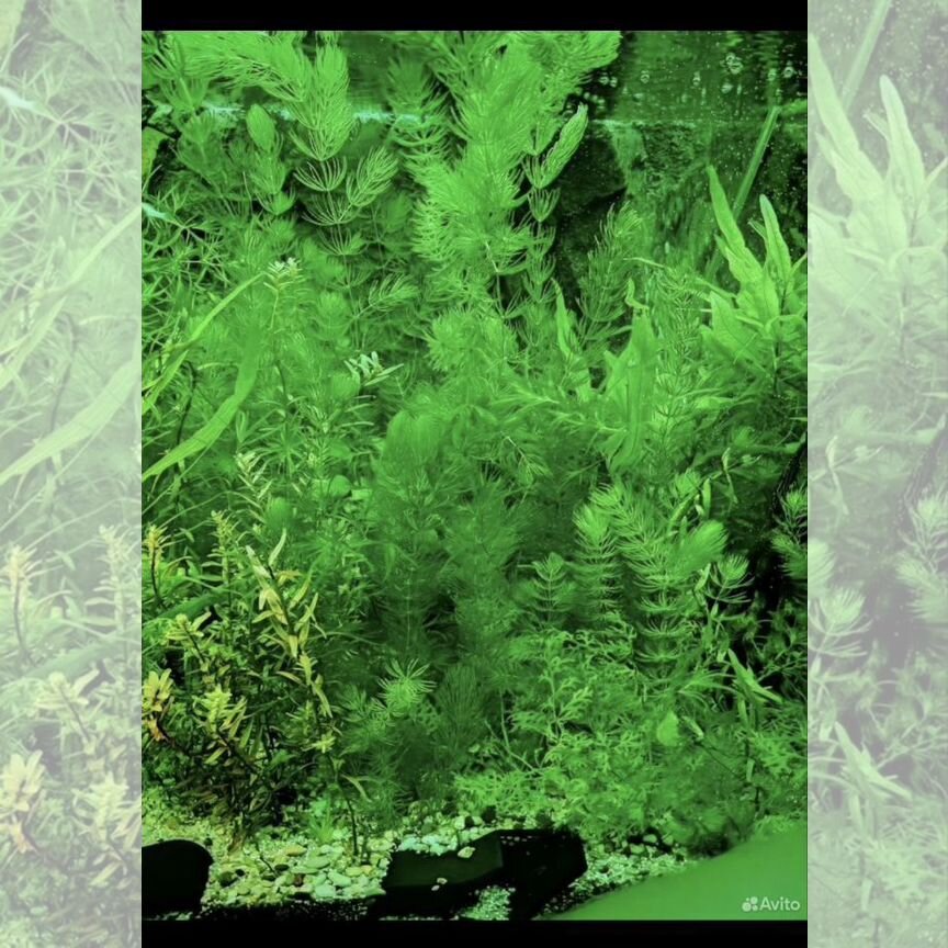 Растения аквариумные прополка