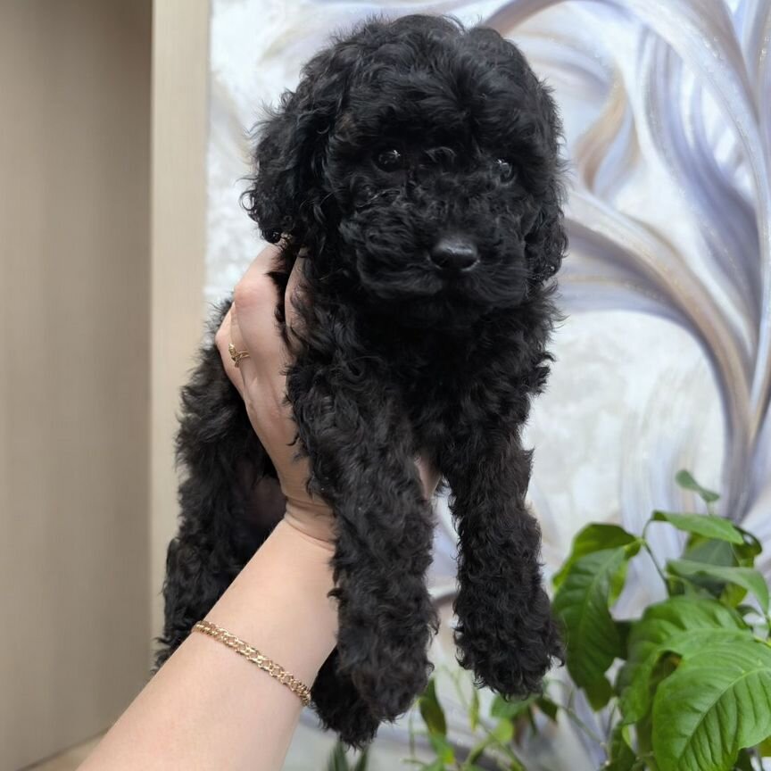 Той-пудель, щенок