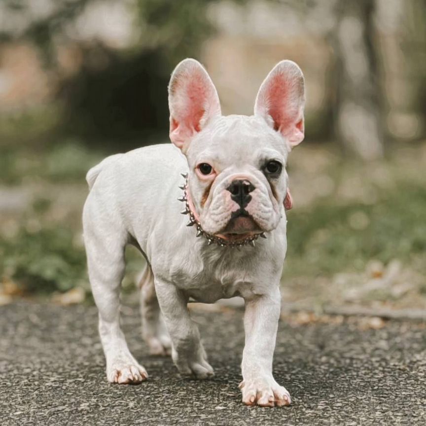 Французский бульдог Монти Латте Макиато