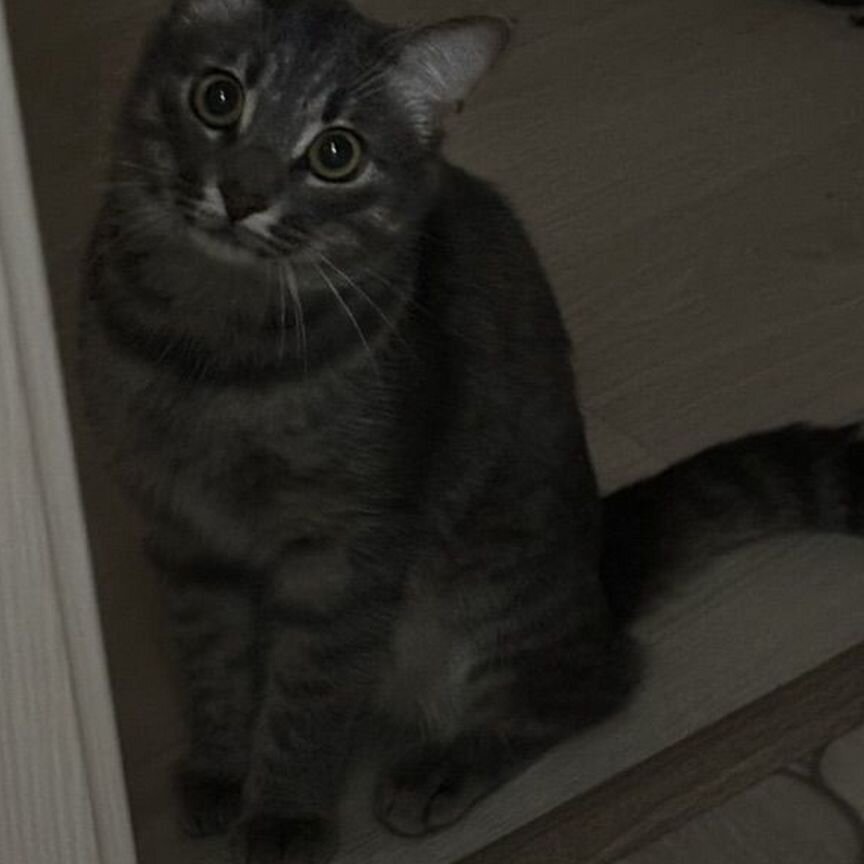 Отдам кота в добрые руки бесплатно