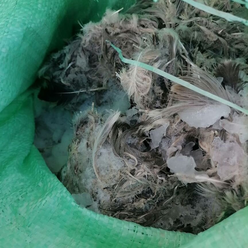 Продам пух перо гусиное, и гусиный жир