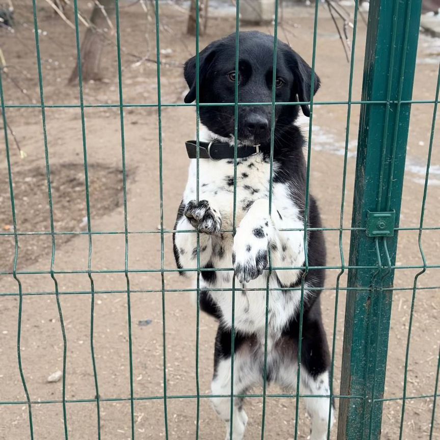 Собачка красавец Каен из приюта ищет дом
