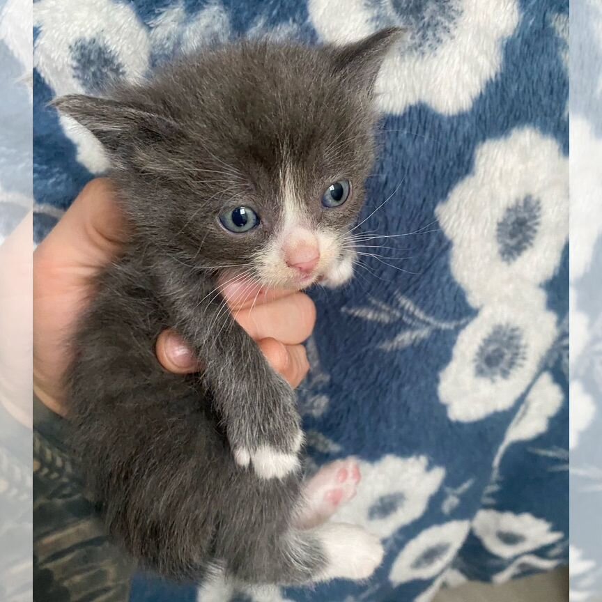 Русский голубой котёнок