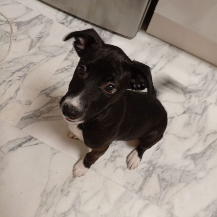 Собака в добрые руки щенок маленькая порода