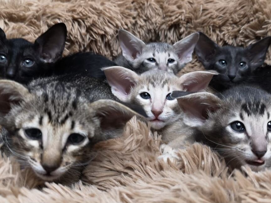 Ориентальные котята