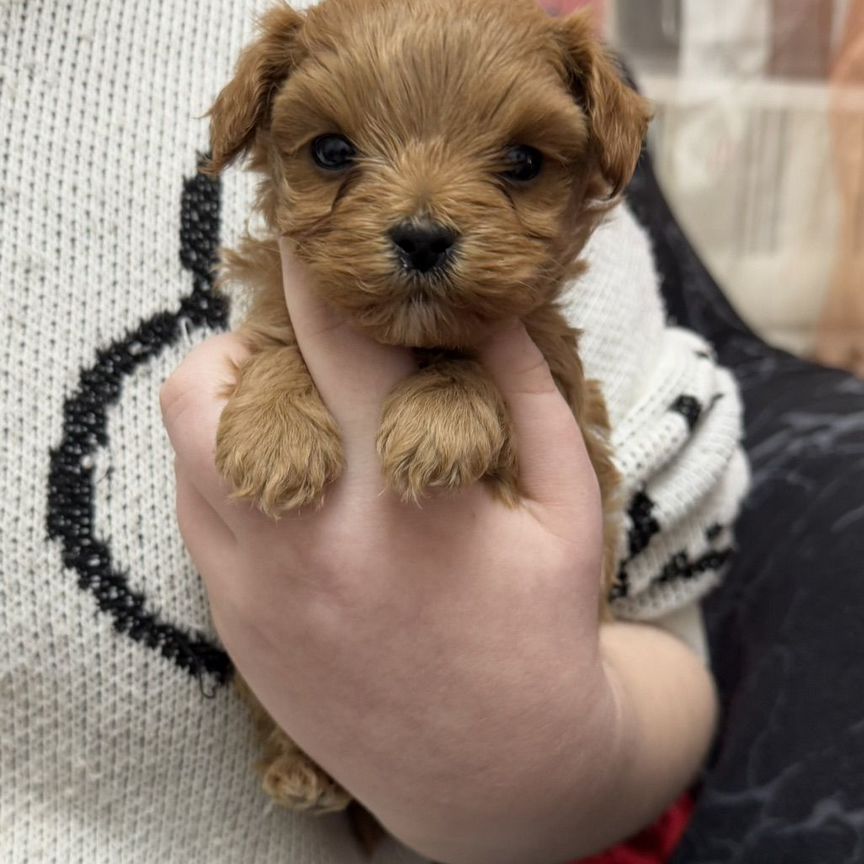 Крошка мини мальтипу