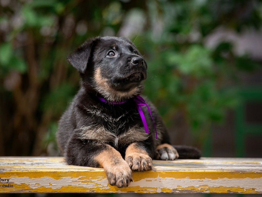 Щенки немецкой овчарки рабочего разведения