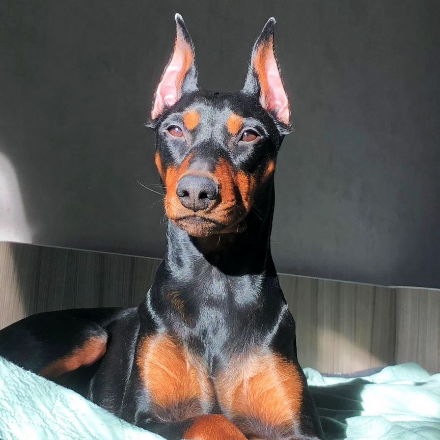 Немецкий пинчер