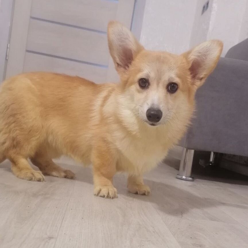 Вельш Корги Пемброк, щенок