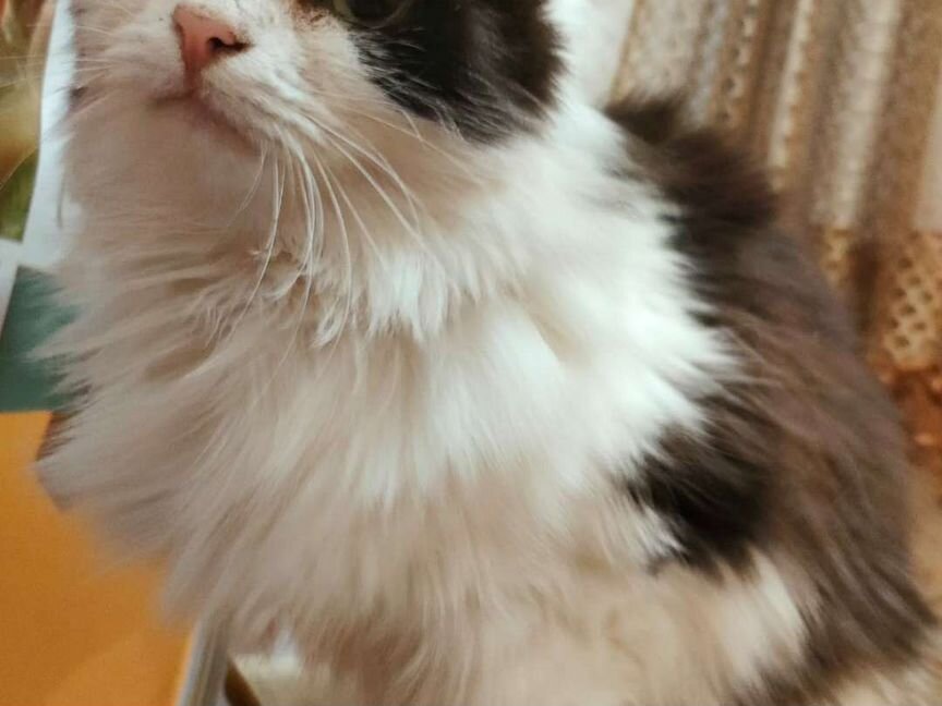 Милаш ищет семью