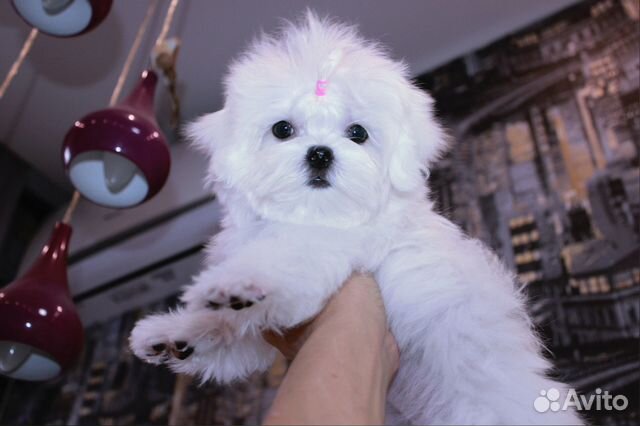 Очень красивая девочка мальтезе 4 мес