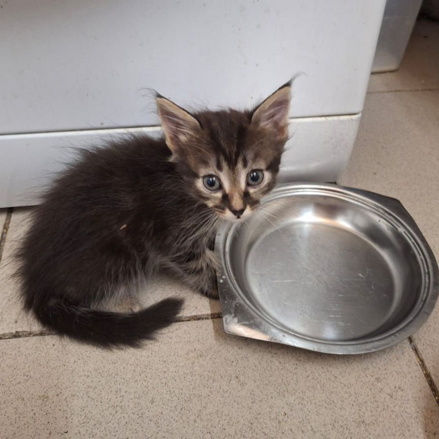 Котята 1,5 месяца домашние