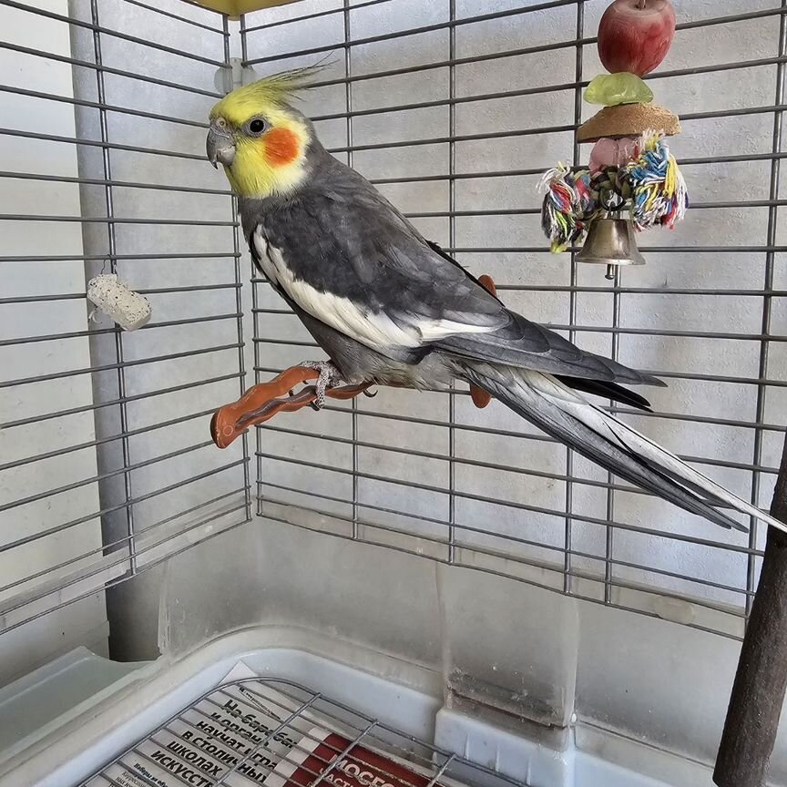 Попугай корелла с клеткой