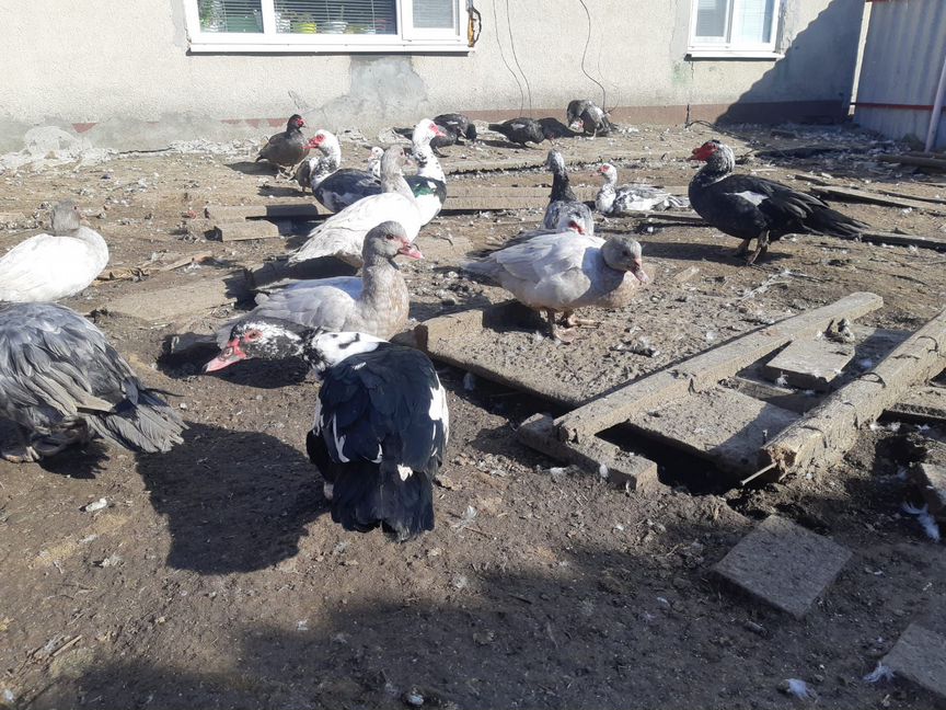 Утки
